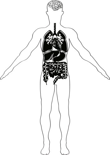 Human man skeleton anatomy Royalty Free Vector Image