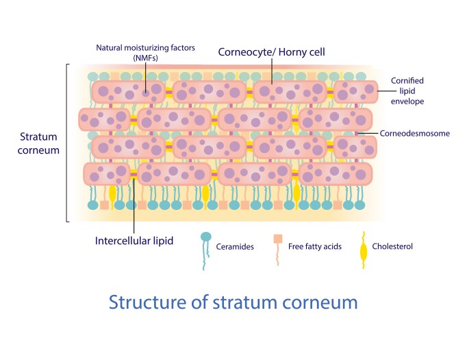 Stratum Corneum Vector Images (88)