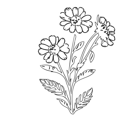 Marigold flower plant sketch outline Royalty Free Vector