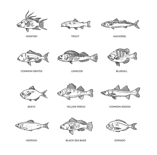 Fish set Royalty Free Vector Image - VectorStock