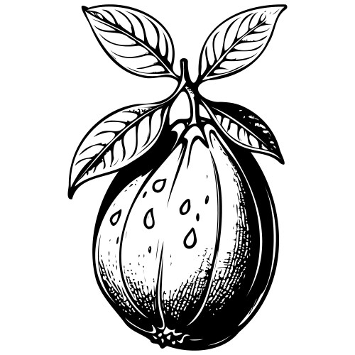 Brazilian guava engraving drawing of fruit Vector Image