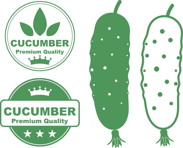 Cucumber Royalty Free Vector Image - VectorStock