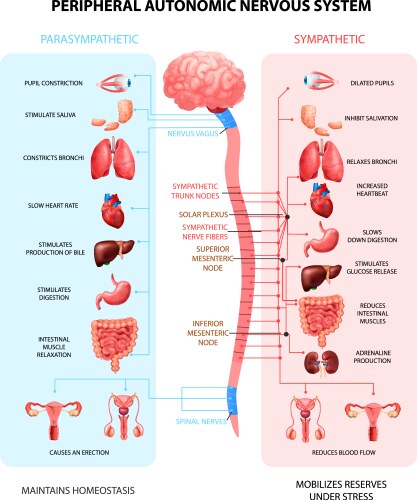 Human respiratory system diseases informative Vector Image