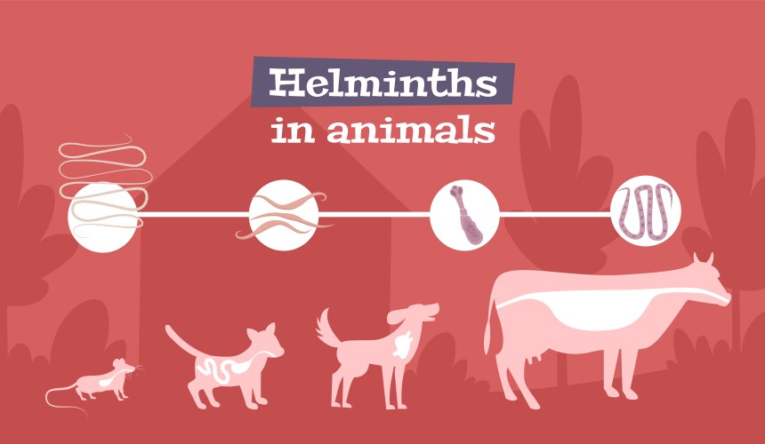 Helminth Vector Images (over 700)