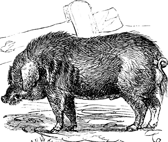 Hog Vector Images (over 13,000)