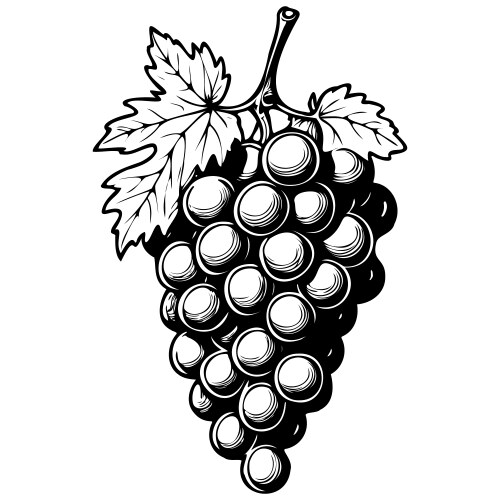 Uva rara grape black hand drawn fruit Royalty Free Vector