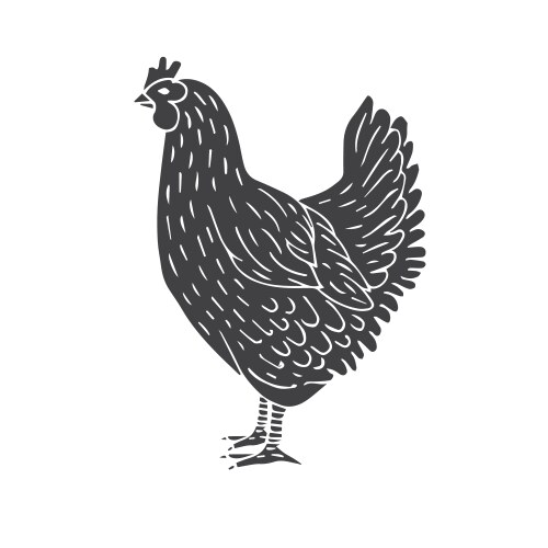 Chicken of hand drawn line transparent background Vector Image