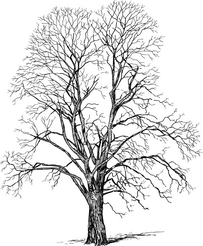 Vintage tree Royalty Free Vector Image - VectorStock