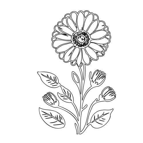 Marigold flower plant sketch outline Royalty Free Vector