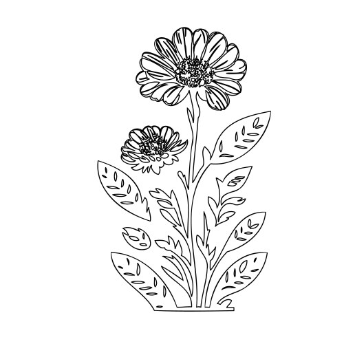 Marigold flower plant sketch outline Royalty Free Vector