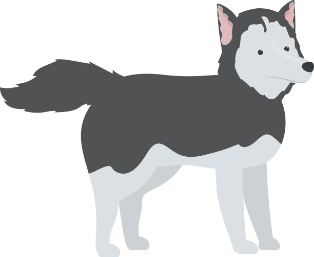 Cute siberian husky dog standing on white Vector Image