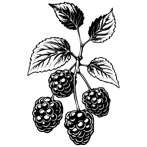 Fruit mulberry drawing black isolated Royalty Free Vector