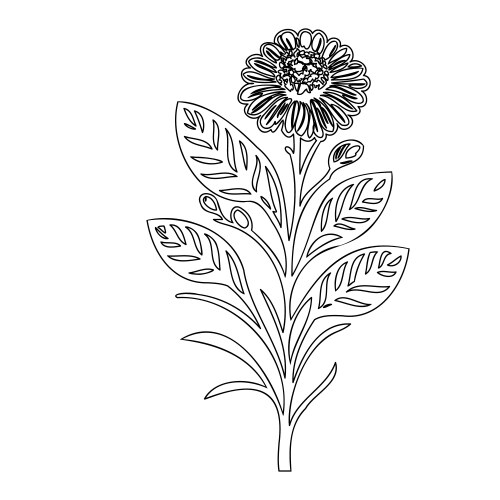 Marigold flower plant sketch outline Royalty Free Vector