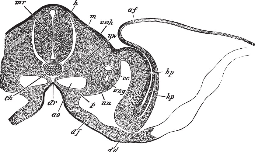 Chick Embryo Vector Images (92)