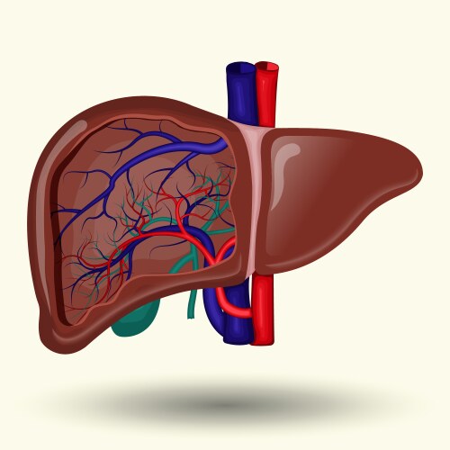 Liver Cartoon Vector Images (over 5,600)
