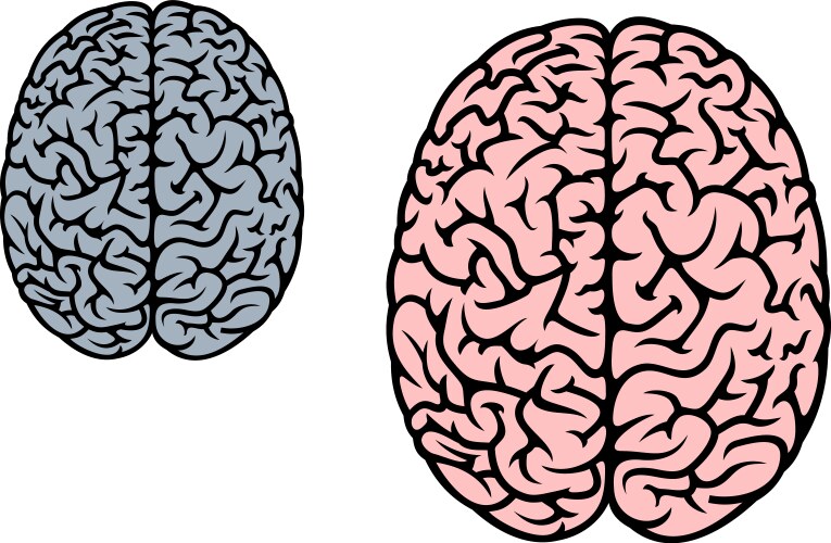 Human Brain Vector Images (over 120,000)