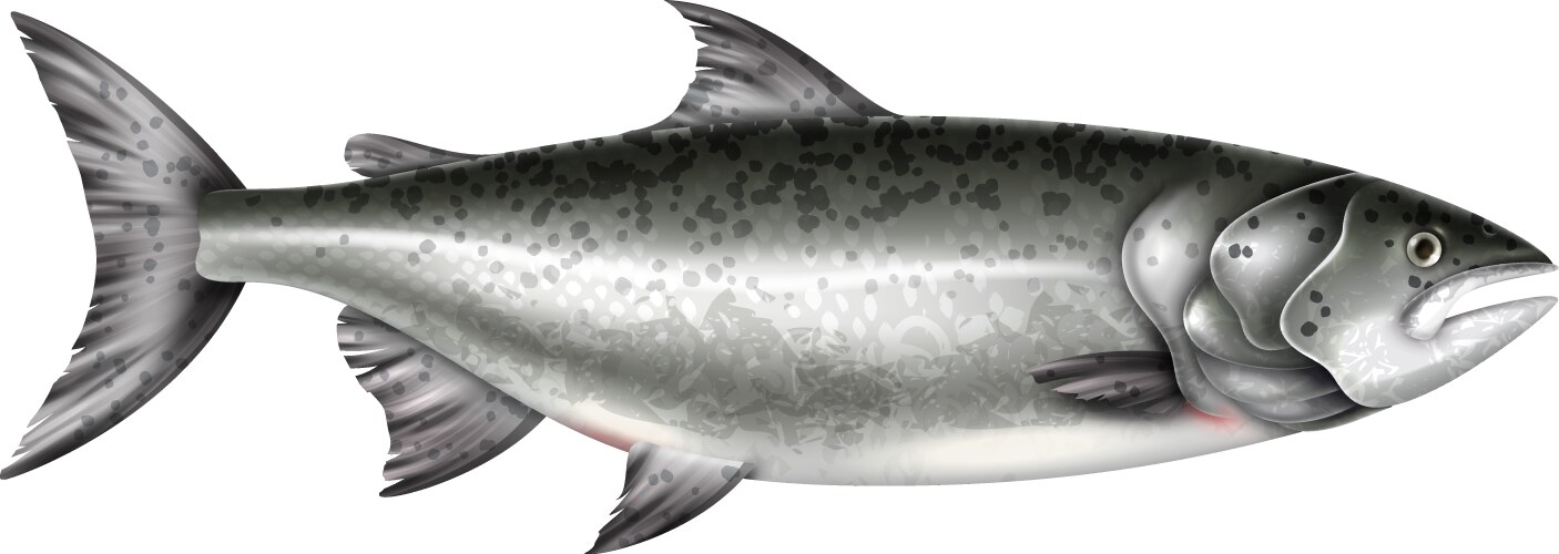 Saltwater chinook salmon fish Royalty Free Vector Image