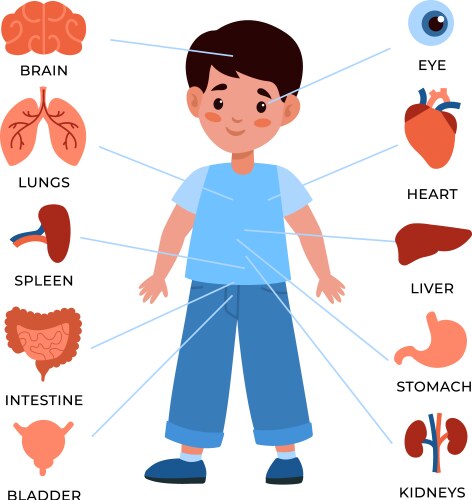 Boy body system kids anatomy poster medical Vector Image