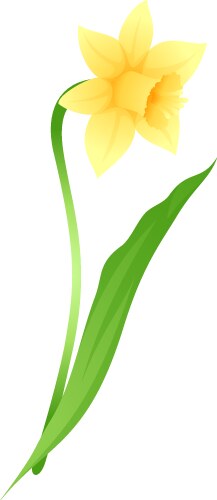 Narcissus flower Royalty Free Vector Image - VectorStock