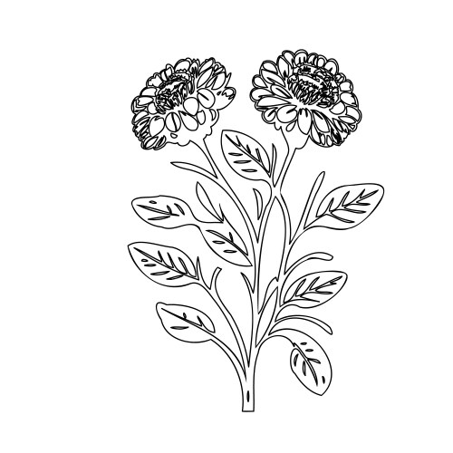 Marigold flower plant sketch outline Royalty Free Vector