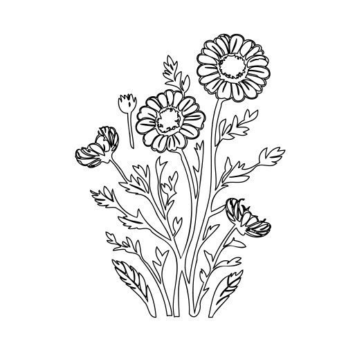 Marigold flower plant sketch outline Royalty Free Vector