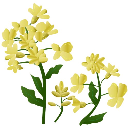 Canola Flower Field Vector Images (over 320)