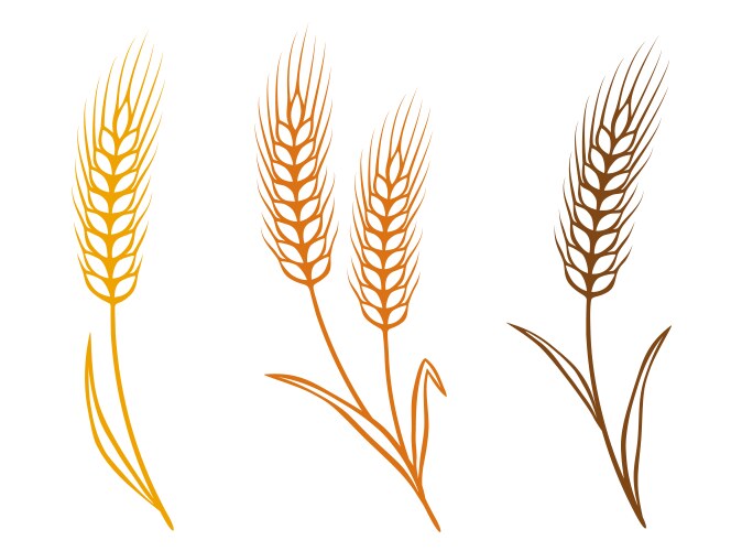 Wheat Vector Images (over 120,000)