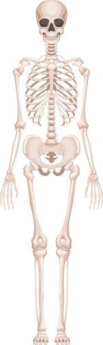 Cartoon of human bone anatomy Royalty Free Vector Image