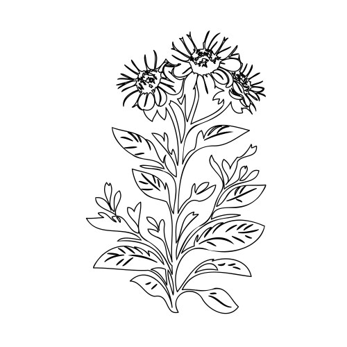 Marigold flower plant sketch outline Royalty Free Vector