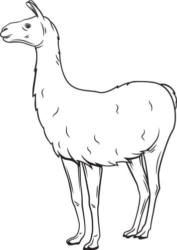Isolated outline cartoon baby llama Royalty Free Vector