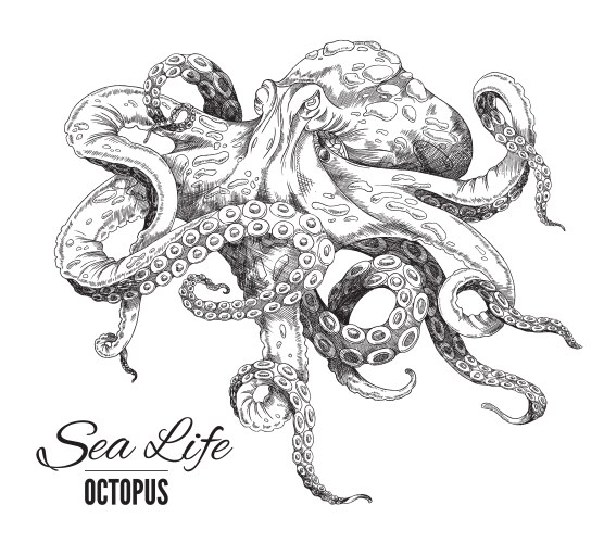 Octopus Sketch - Marine Ink Royalty Free Vector Image