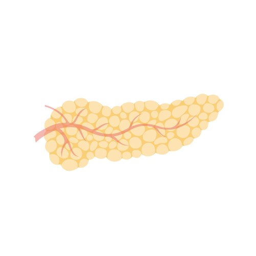 Human pancreas diagram drawing for educational Vector Image