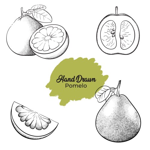 Pomelo Fruit Sketch Vector Images (over 450)