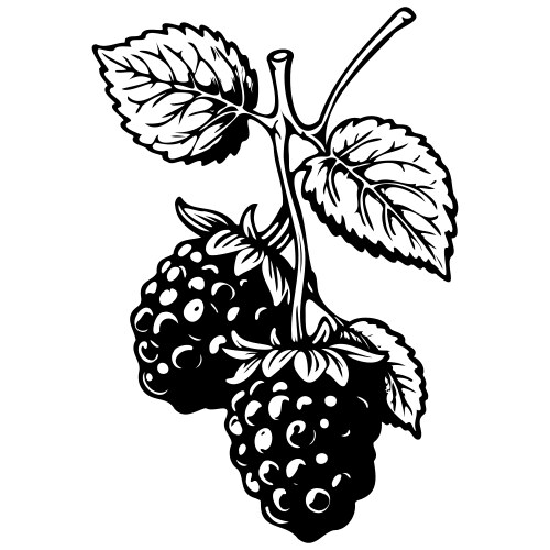 Vintage raspberry hand drawn fruit transparent Vector Image