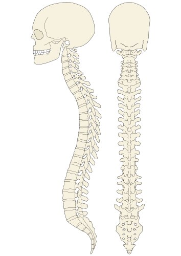 Drawing spine Royalty Free Vector Image - VectorStock