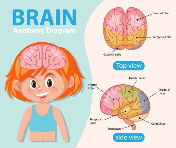 Information poster human brain diagram Royalty Free Vector