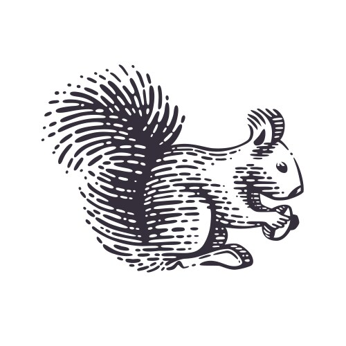 Squirrel Vector Images (over 24,000)