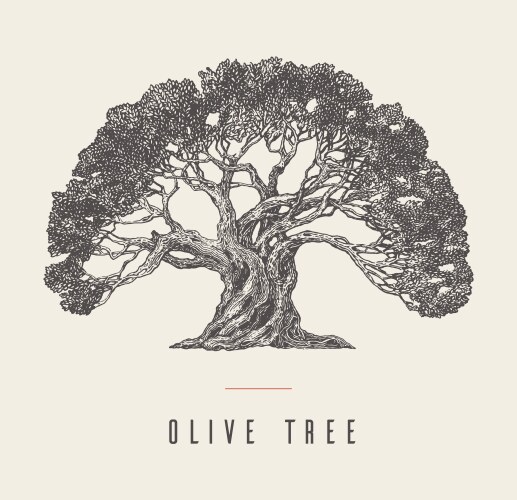 Vintage olive oil Vector Images & Graphics for Commercial Use | VectorStock