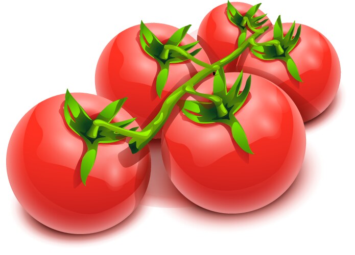 Tomato Vector Images (over 130,000)