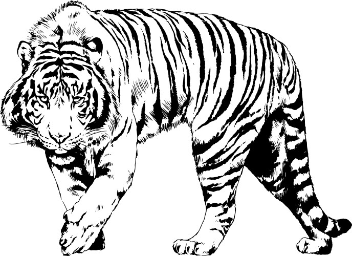 Tiger Outline Vector Images (over 12,000)