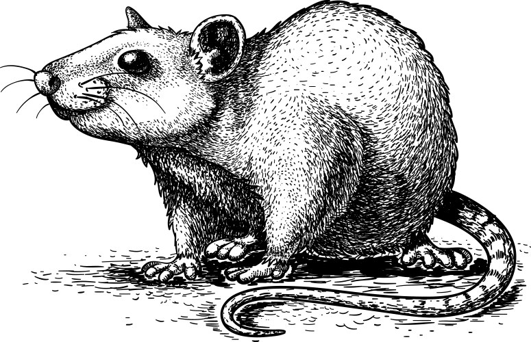 Rat Vector Images (over 32,000)