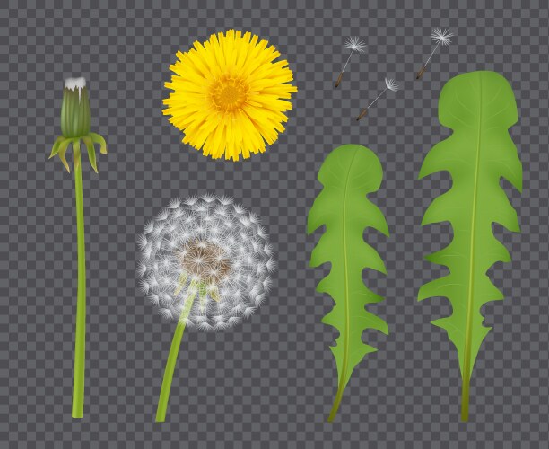 Dandelion Vector Images (over 13,000)