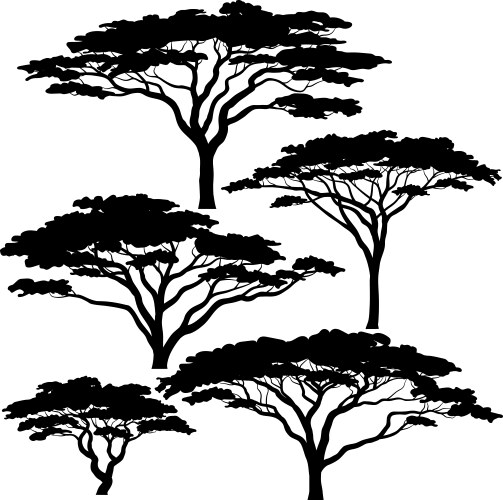 Acacia Tree Vector Images (over 2,600)
