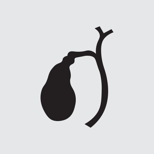 Cartoon of human internal gallbladder anatomy Vector Image