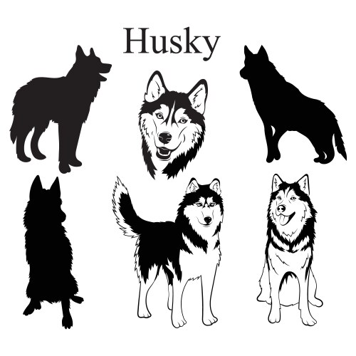 Husky in different poses isolated on white Vector Image