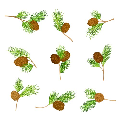 Cedar Leaves Vector Images (over 690)