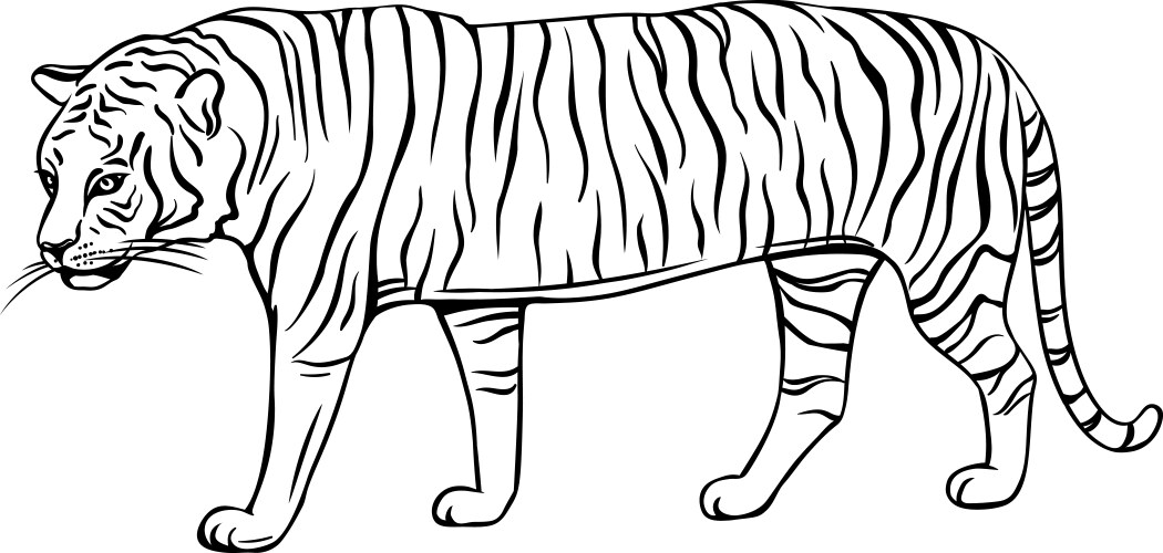 Tiger Outline Happy New Year 2022 Year Of Tiger Drawing Tiger Black