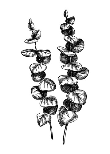 Gum Leaves Vector Images (over 640)