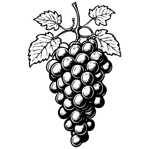 Uva rara grape black hand drawn fruit Royalty Free Vector