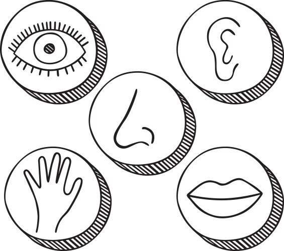 The Five Senses Drawing Vector Images (over 290)